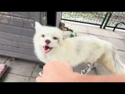 Happy Franny Fox Friday! FTF Foxy check in - YouTube