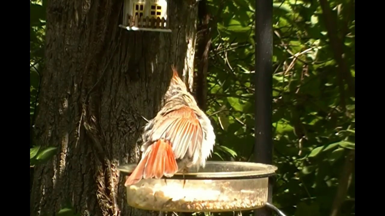 AMAZING Cardinal DISPLAY! "Puffing Up and Splaying to defend food ...