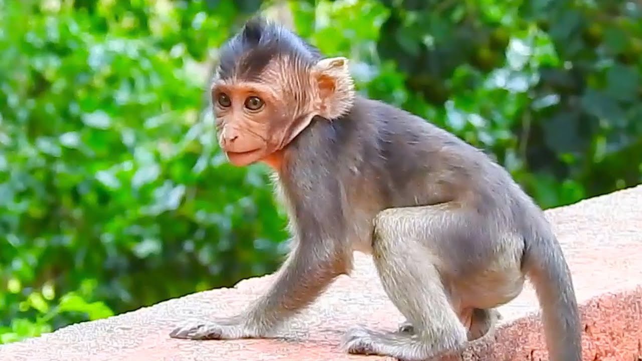 Cute little monkey walking actively - YouTube