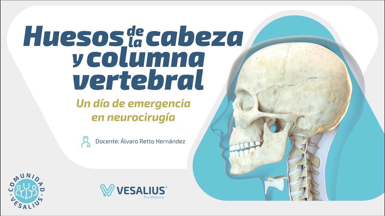 Anatomía Del Cráneo Y La Columna Vertebral