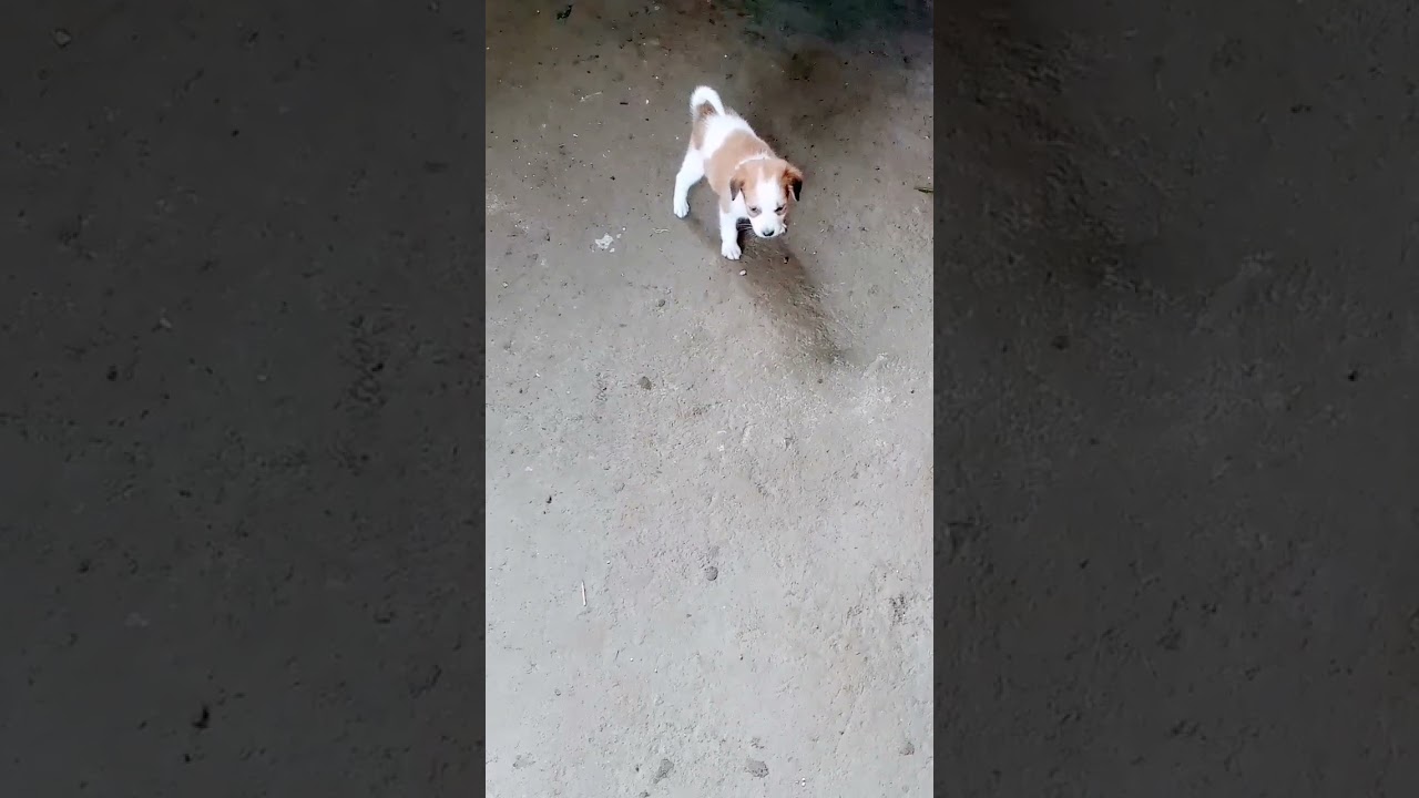 jddn#shorts - YouTube