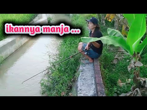 mancing cantik - mancing ambyar - fishing mania - memancing liar di sungai