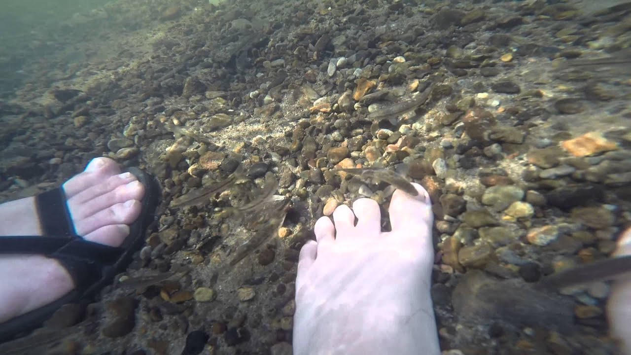 Goldfish shoals, nibbling at my toes - trout fingerlings swimming by ...