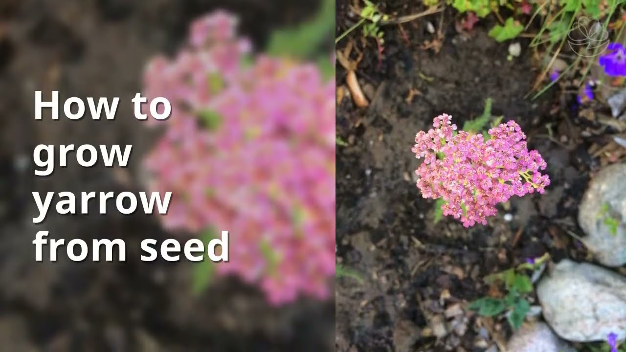 How to grow yarrow from seed - YouTube