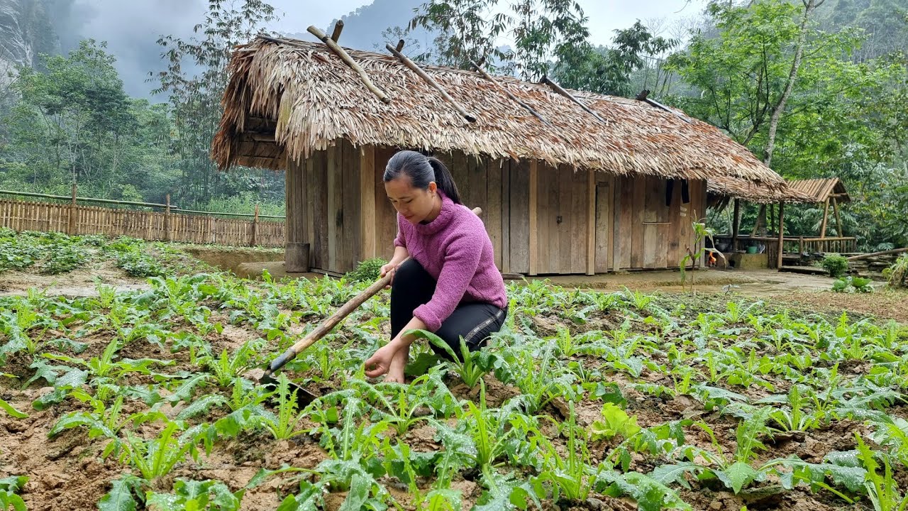 Build Organic Garden, Care Farm Animals | lý thị ca - YouTube