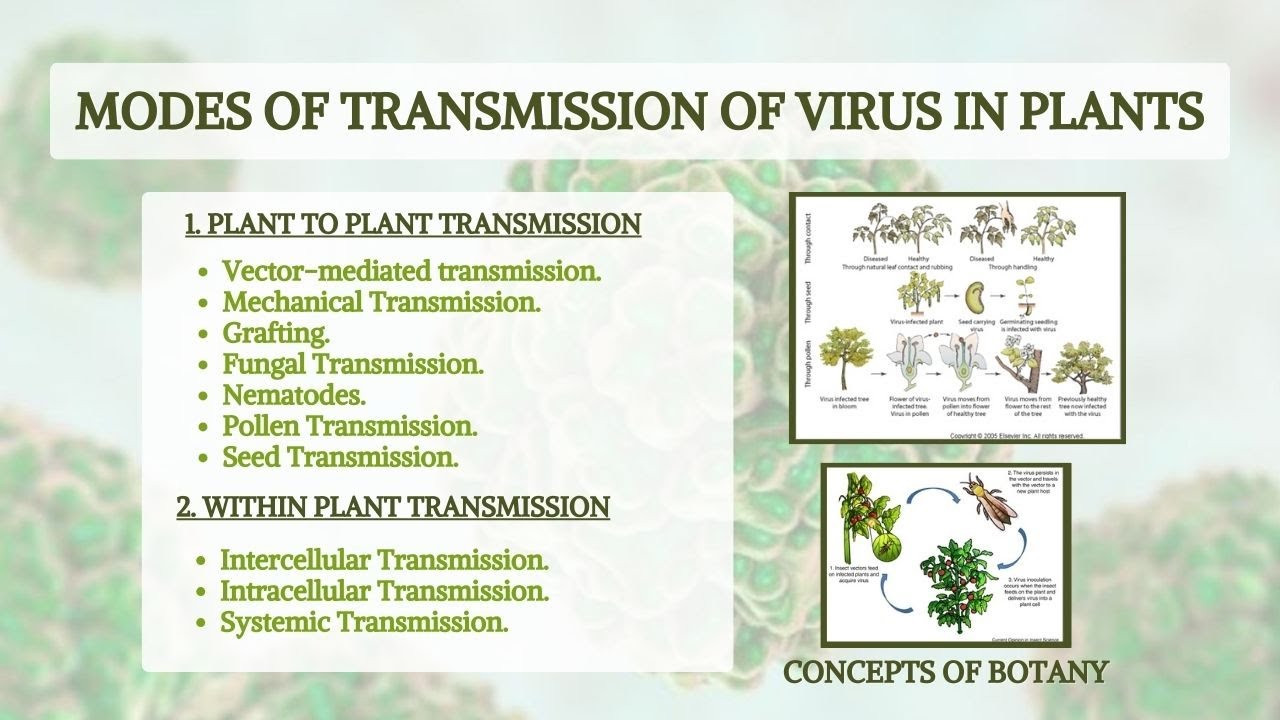 Transmission Of Plant Virus Plant To Plant Transmission Within Plant transmission-of-plant-virus-plant-to-plant-transmission-within-plant