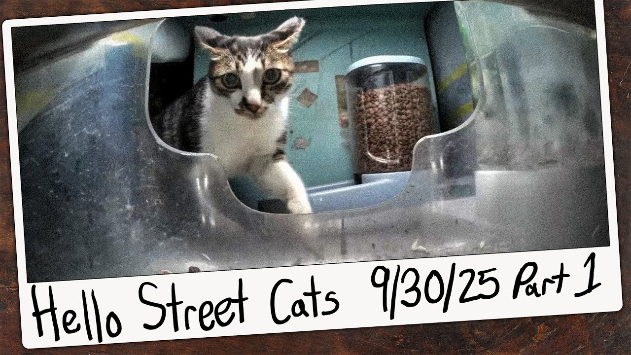 Mr. Honk is Surprised to See You! 😺💞 Hello Street Cat Archive 9/30/25 ...