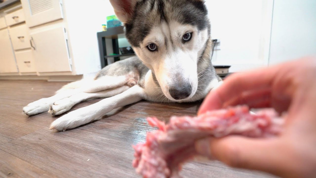 Husky vs Beef Ribs! (ASMR) - YouTube