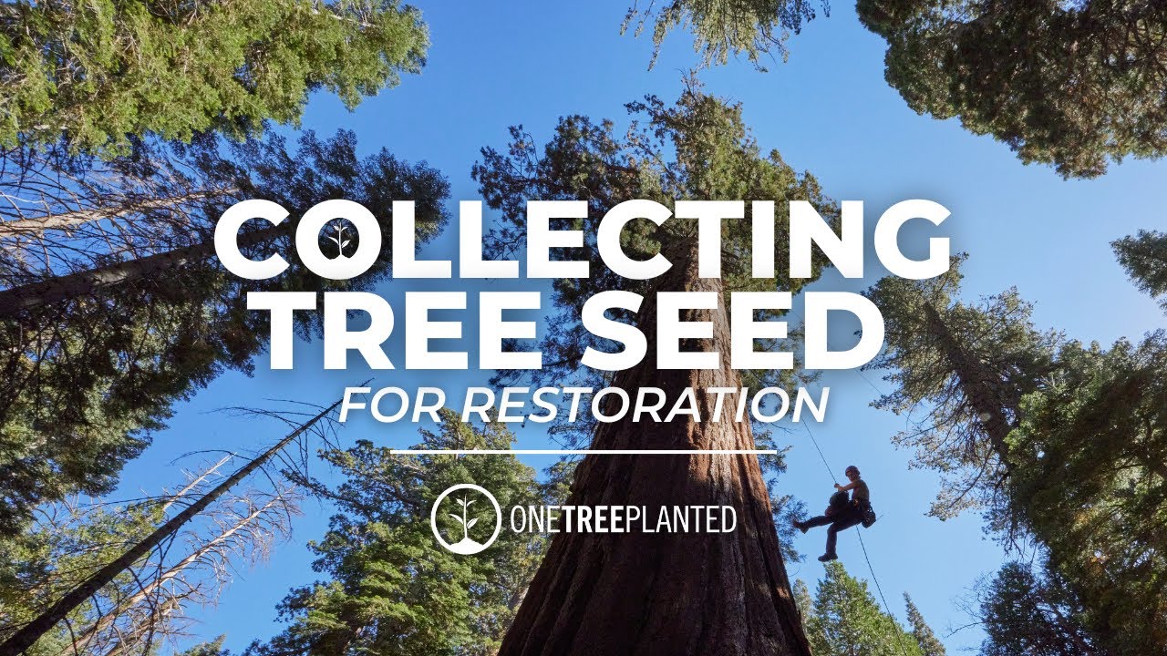 Collection Tree Seeds for Restoration | One Tree Planted - YouTube