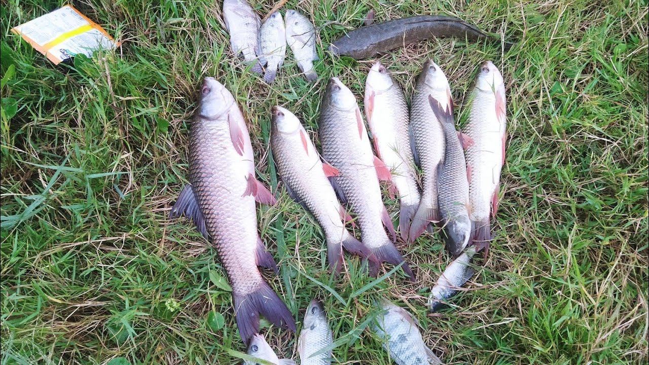 Back To Back Fishing|Best Fishing Bait For All Fishes|Best Hook Fishing ...