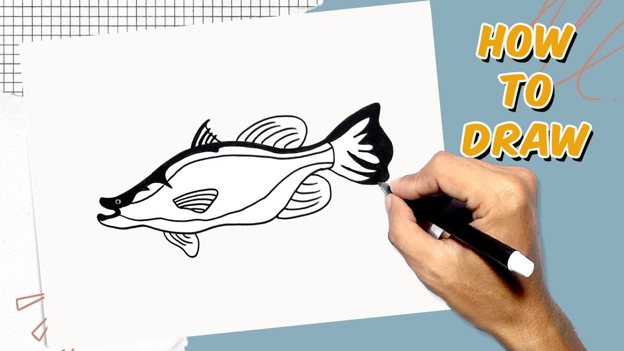 How to Draw Barramundi - YouTube