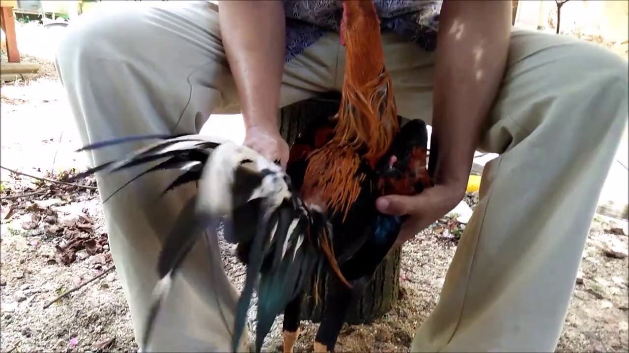 ayam ratu urutan tegang ekor - YouTube