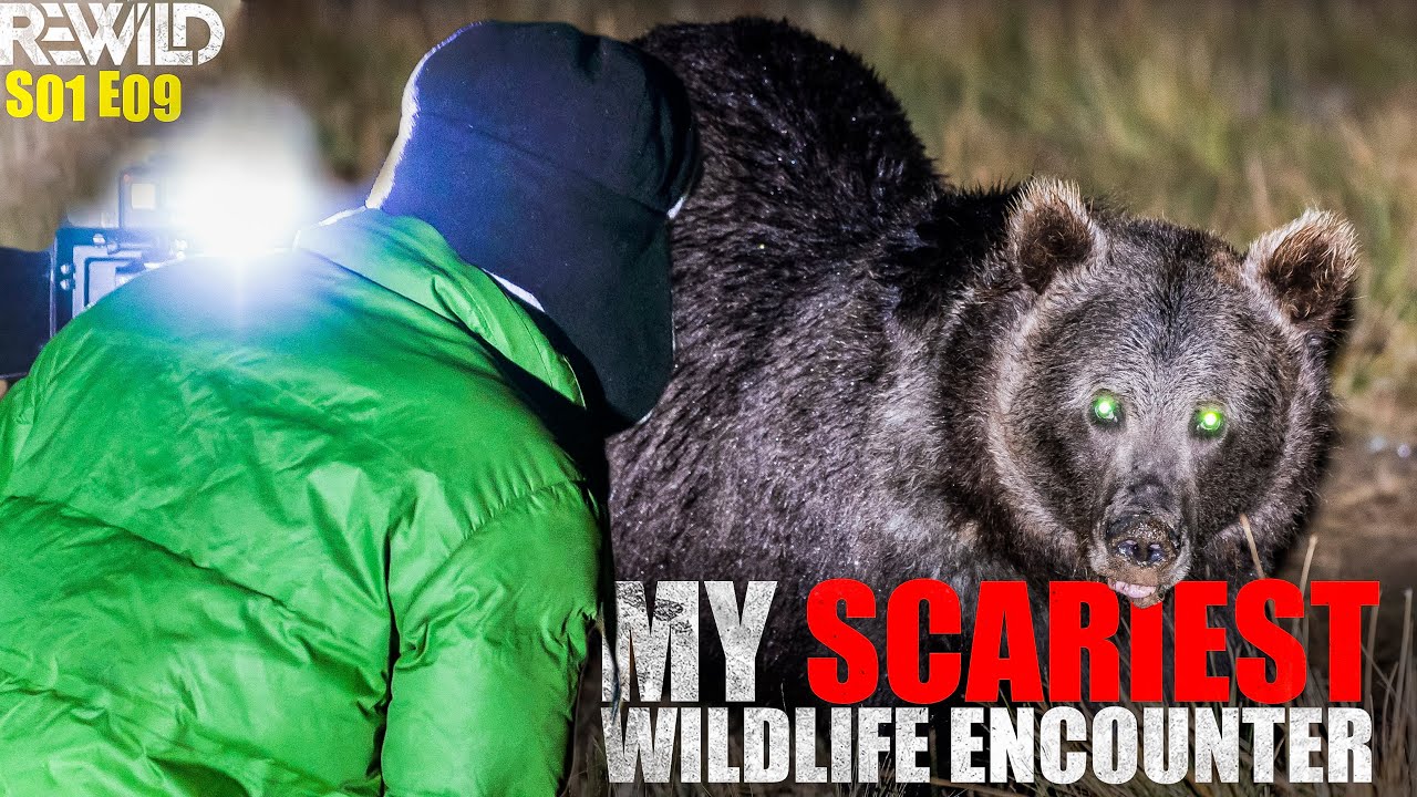 Dangerous Bear Encounter | Himalayan Brown Bear | Deosai National Park ...