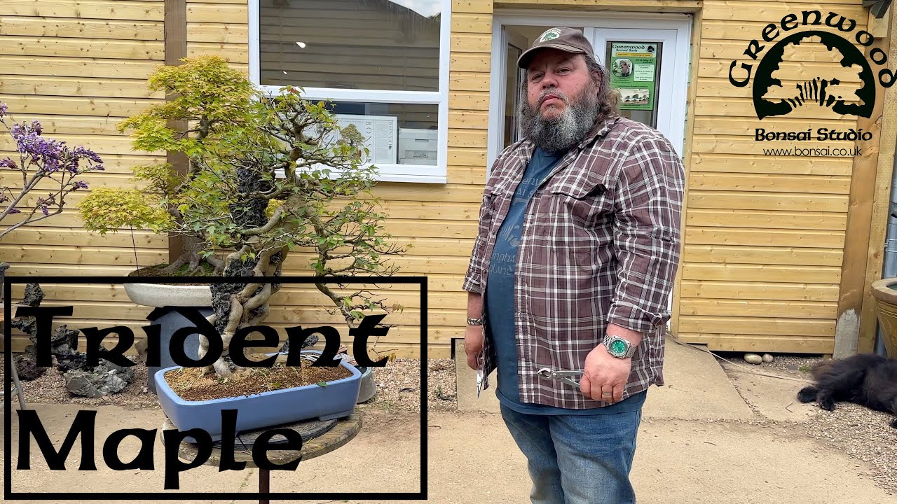 Trident Maple Summer Pruning - Greenwood Bonsai - YouTube