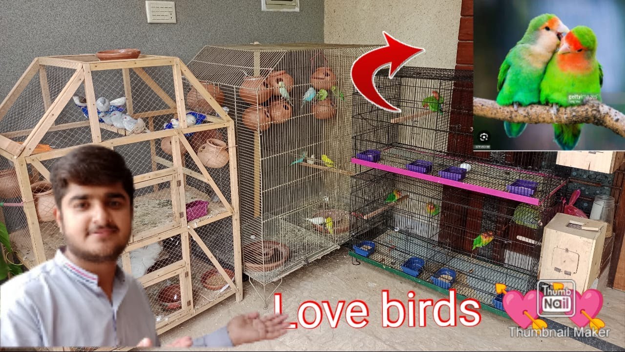Peach face love birds bhi agaye Bahawalpur birds market - YouTube