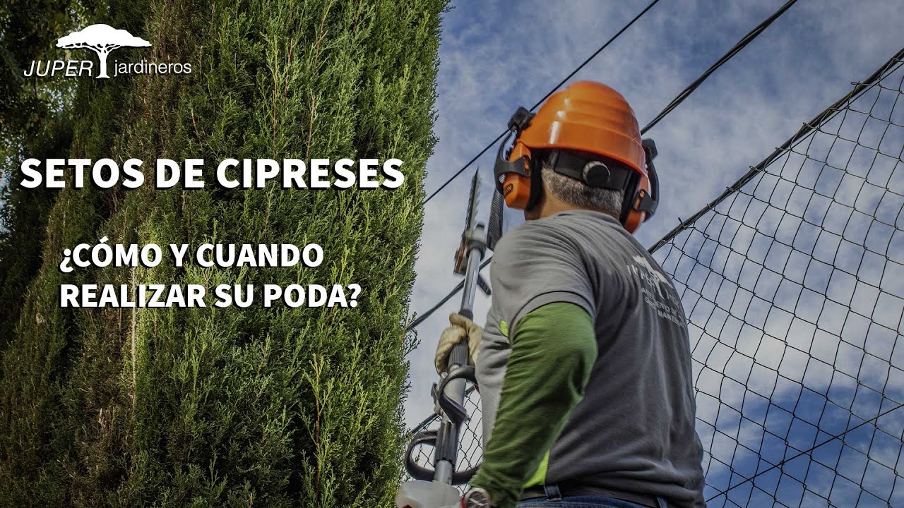 Cuando y cómo realizar la poda de un seto de Cipreses (JUPER JARDINEROS ...