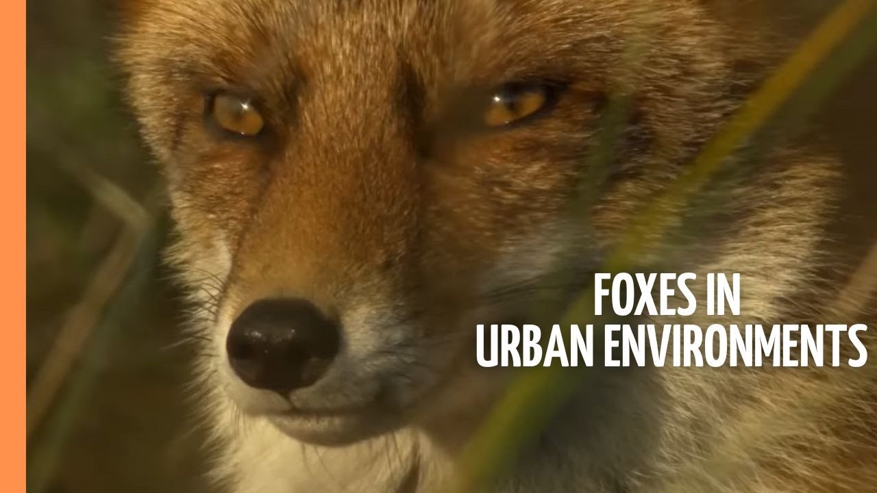 Wildlife in Unexpected Places - Foxes in Urban Environments | Full ...