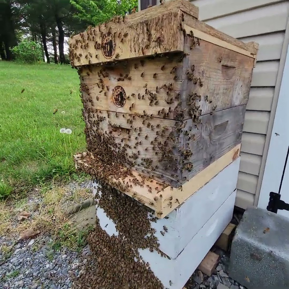 Swarm commander lure in a bait hive by my equipment shed. 5/6/24 #Swarmcommander #swarmlure # ...