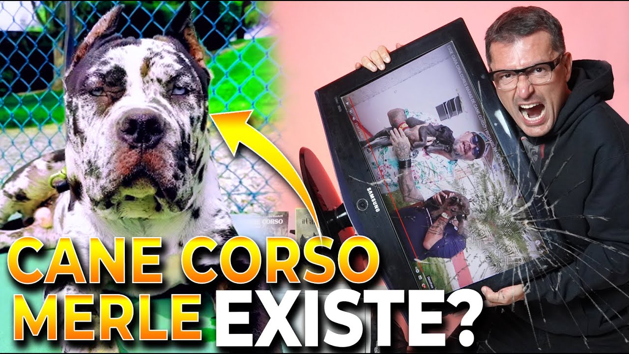 REAGI AO VÍDEO DO RICHARD RASMUSSEN SOBRE CANE CORSO MERLE ...