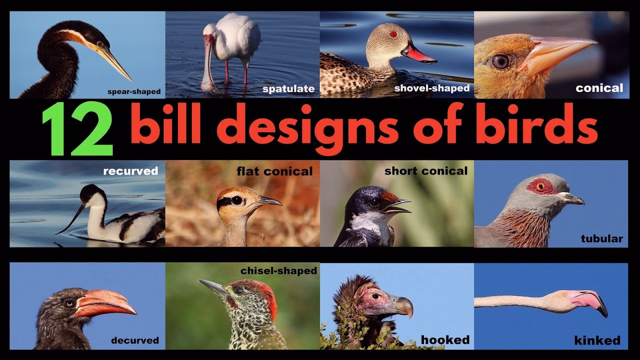 12 bill designs in birds - YouTube