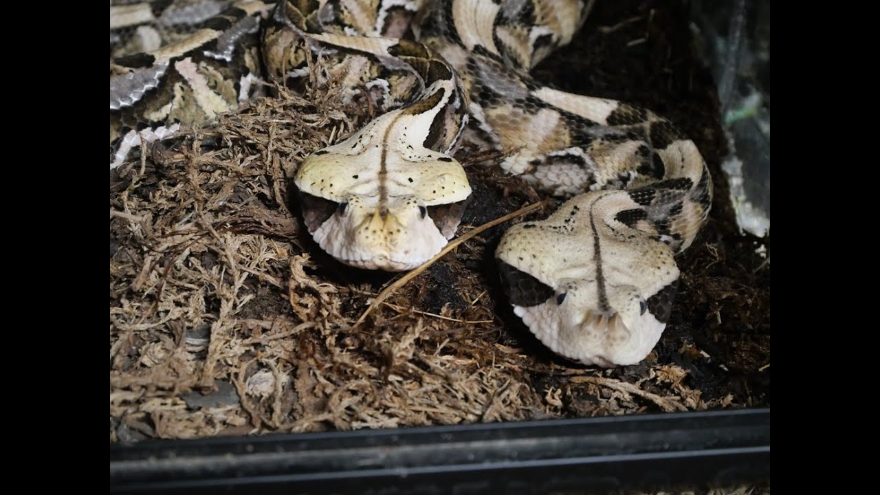 "Fang & Gabrielle Gaboon" Gaboon vipers (Live feeding) - YouTube