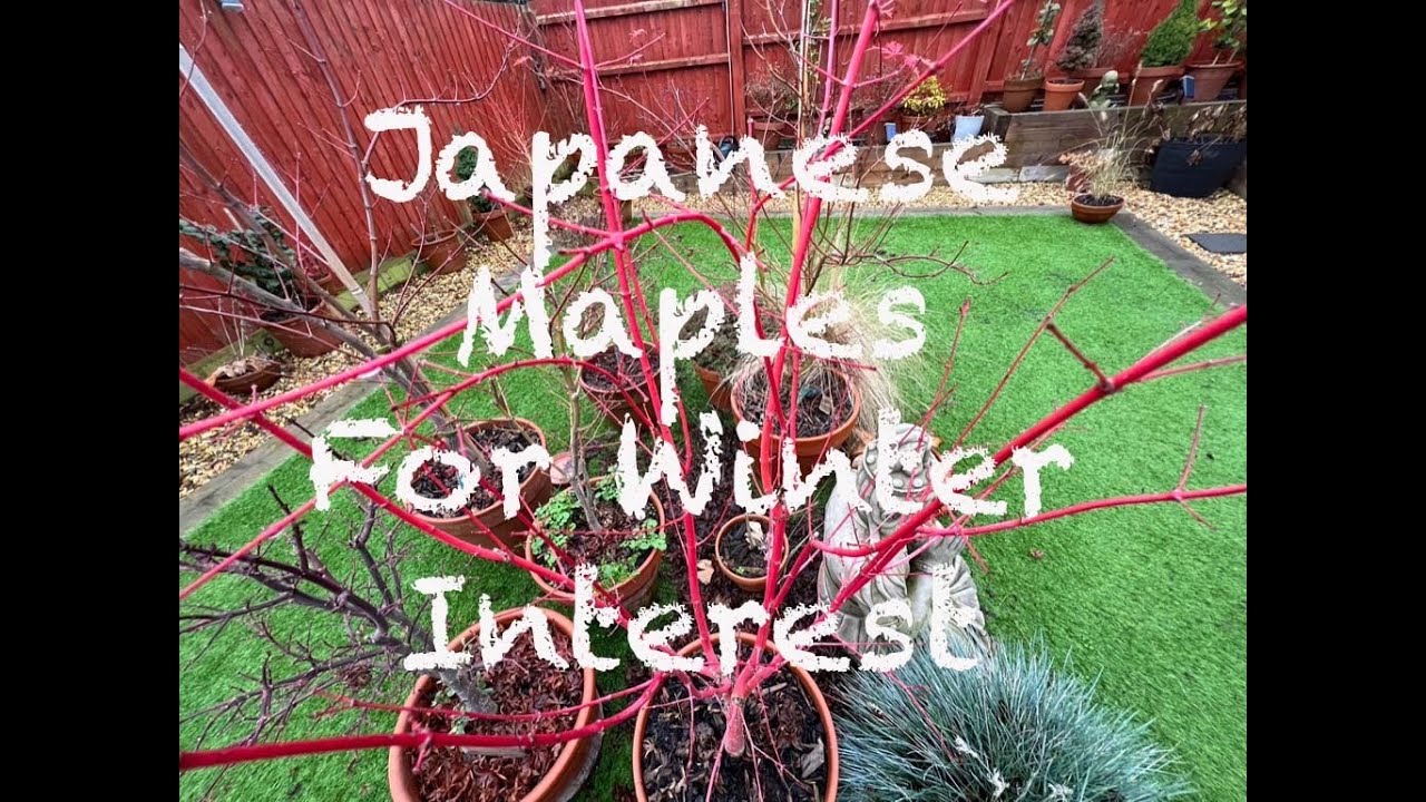 Japanese Maples with winter interest, a guide to my favourite trees ...