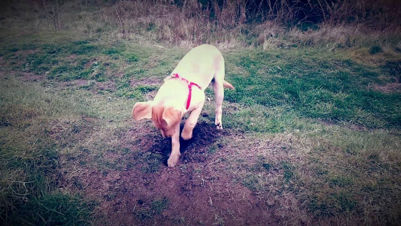 Labrador digging hole - YouTube