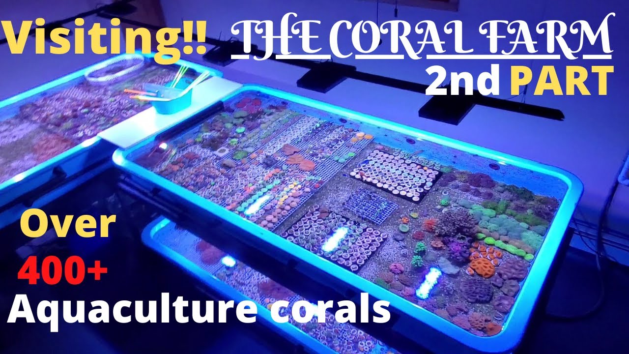 The Coral Farm Part 2/Lighting/Filtration /Aquaculture Corals etc ...