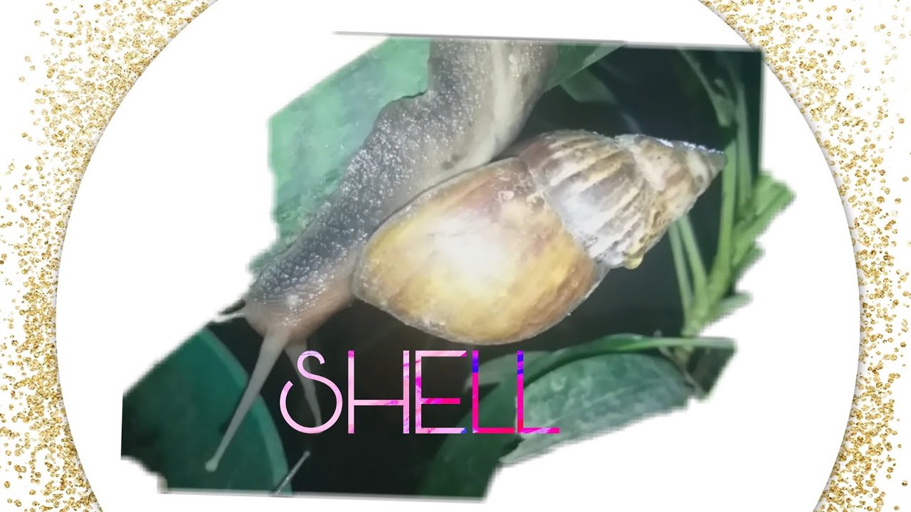 SUSO/SHELL - YouTube