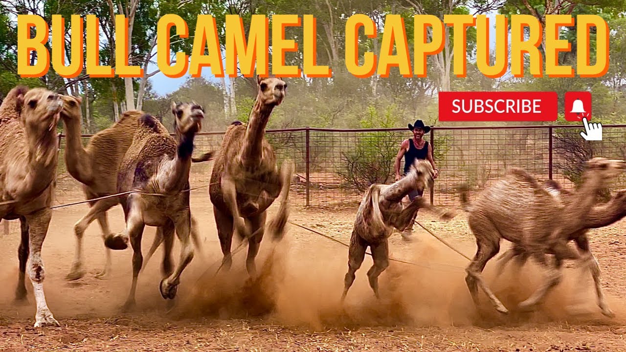 Wild bull camel trapped in the yards - YouTube