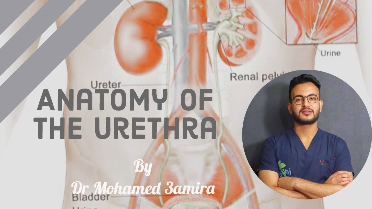 Anatomy Of Urethra - YouTube