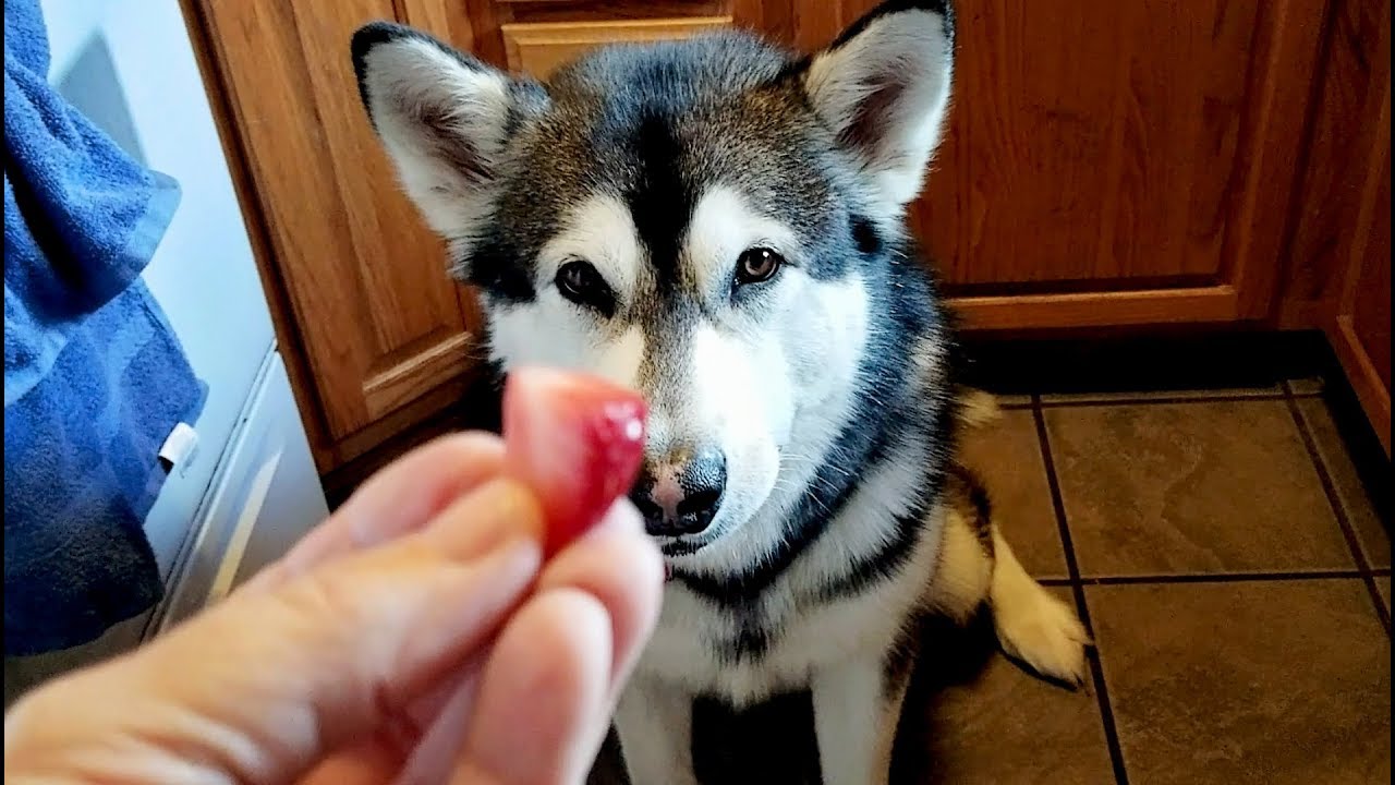 Can Siberian Huskies Eat Strawberries