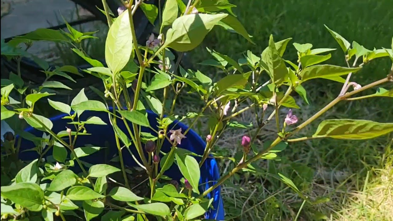 Filius Blue pepper, the ornamental pepper Week 6 update | looking GOOD ...