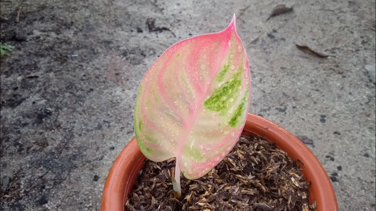 jual bonggol Arini,aglonema baby Shinta, Goliath, romantic love ...