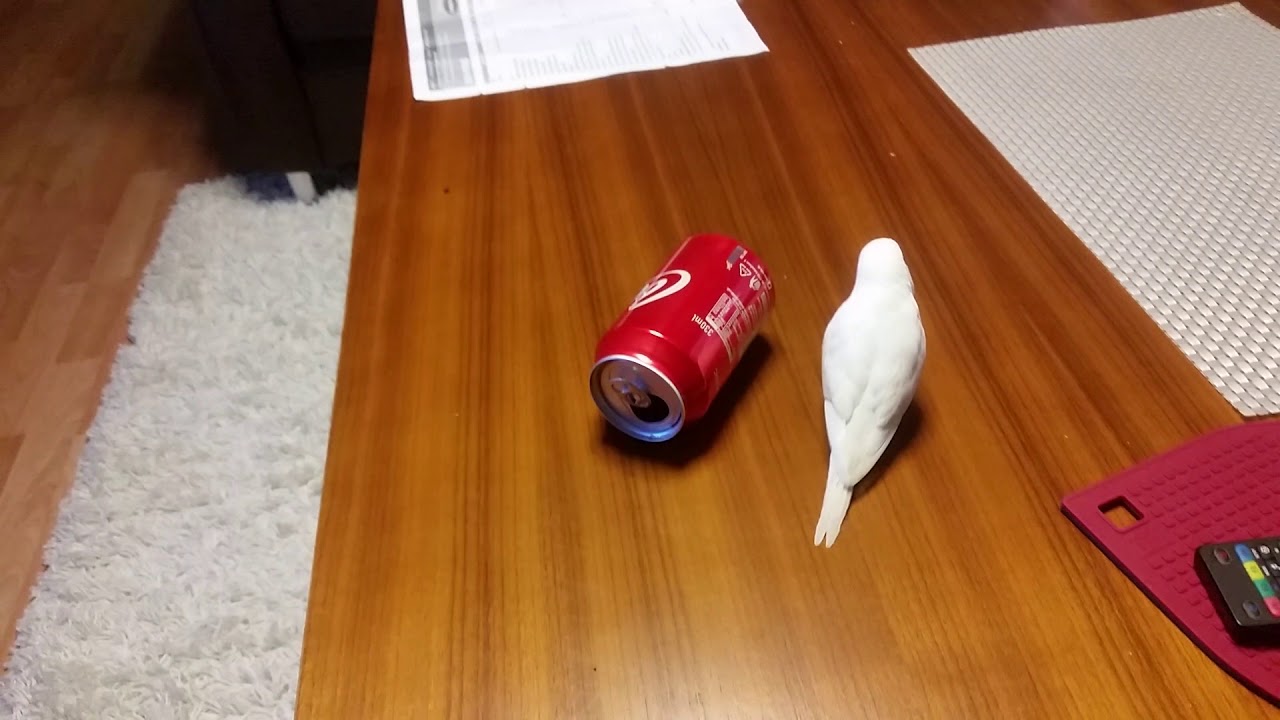 Bird playing with cola - YouTube