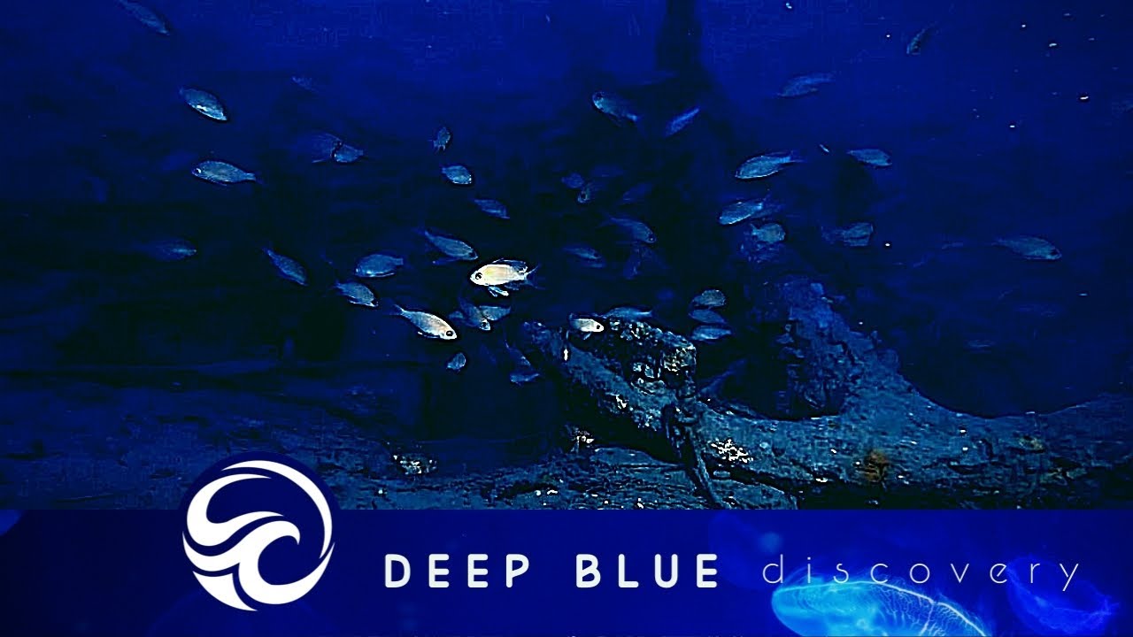 Man-eating mermaids and shape shifting horses: mythological sea ...