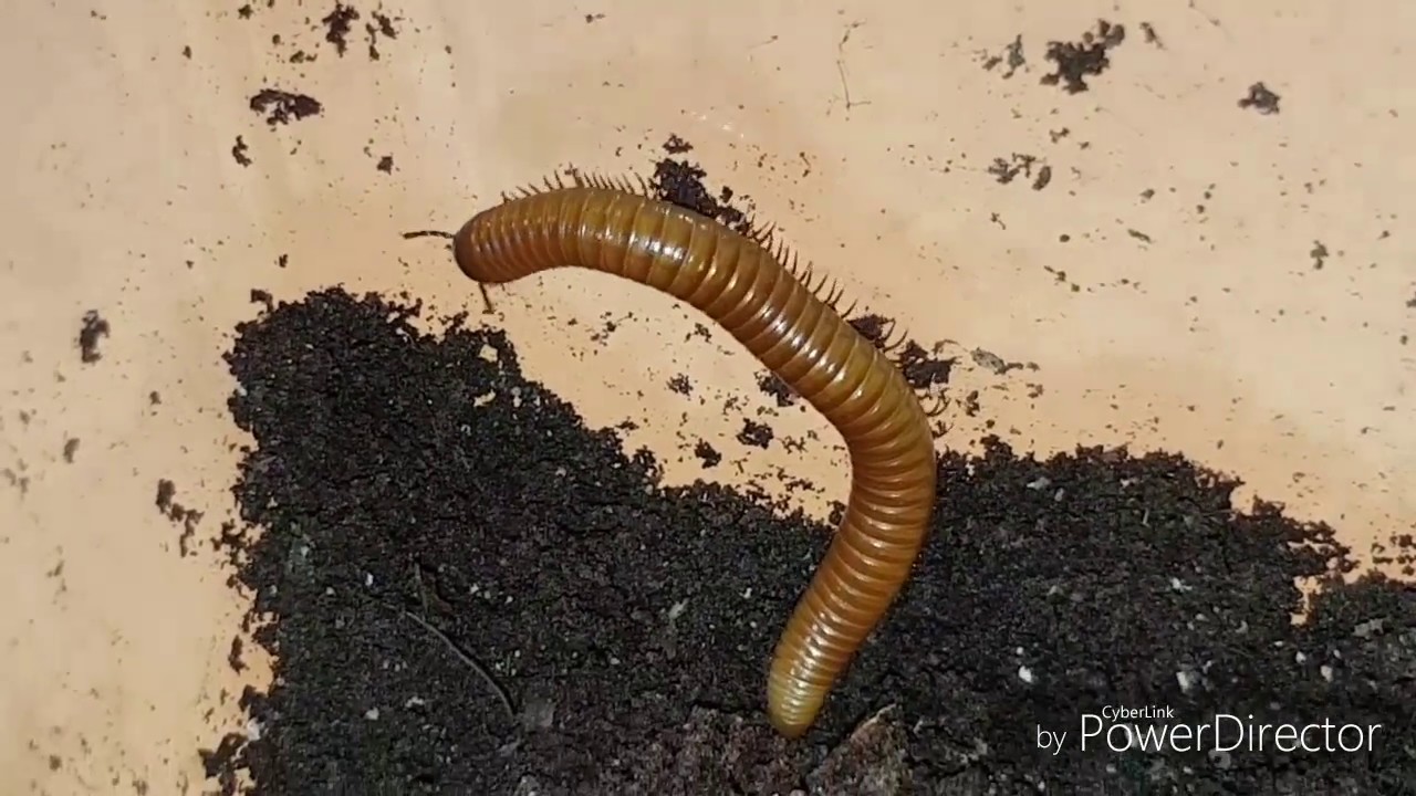 Fiche d'élevage : Aphistogoniulus polleni (iules/milles pattes) - YouTube