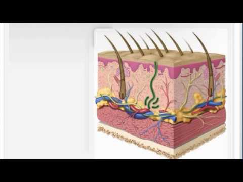The Structure of The Skin - YouTube