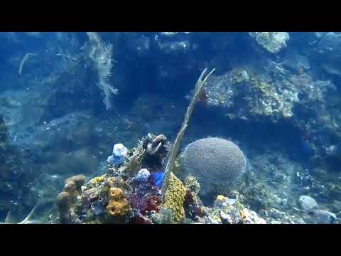 Scuba diving in Little Corn Island - Nicaragua December 2024