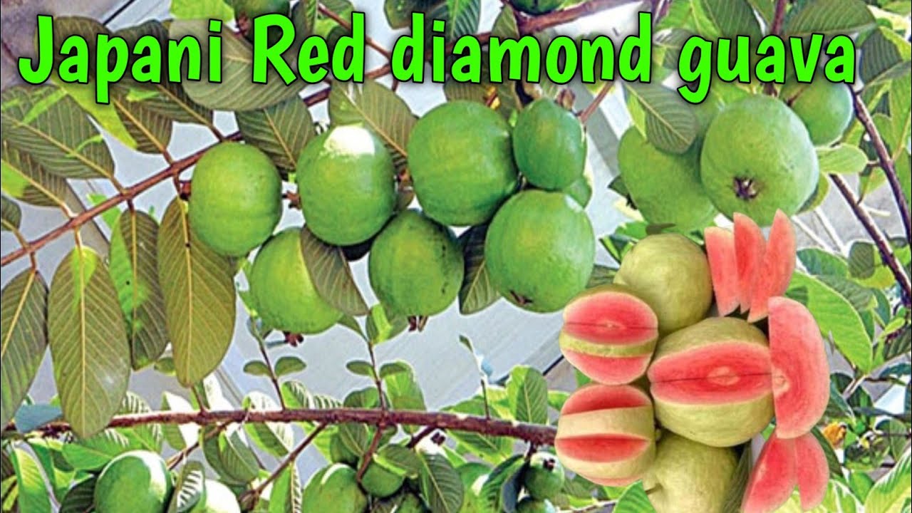 Japani Red diamond guava, जापानी रेड डायमंड अमरूद green House Nursery ...