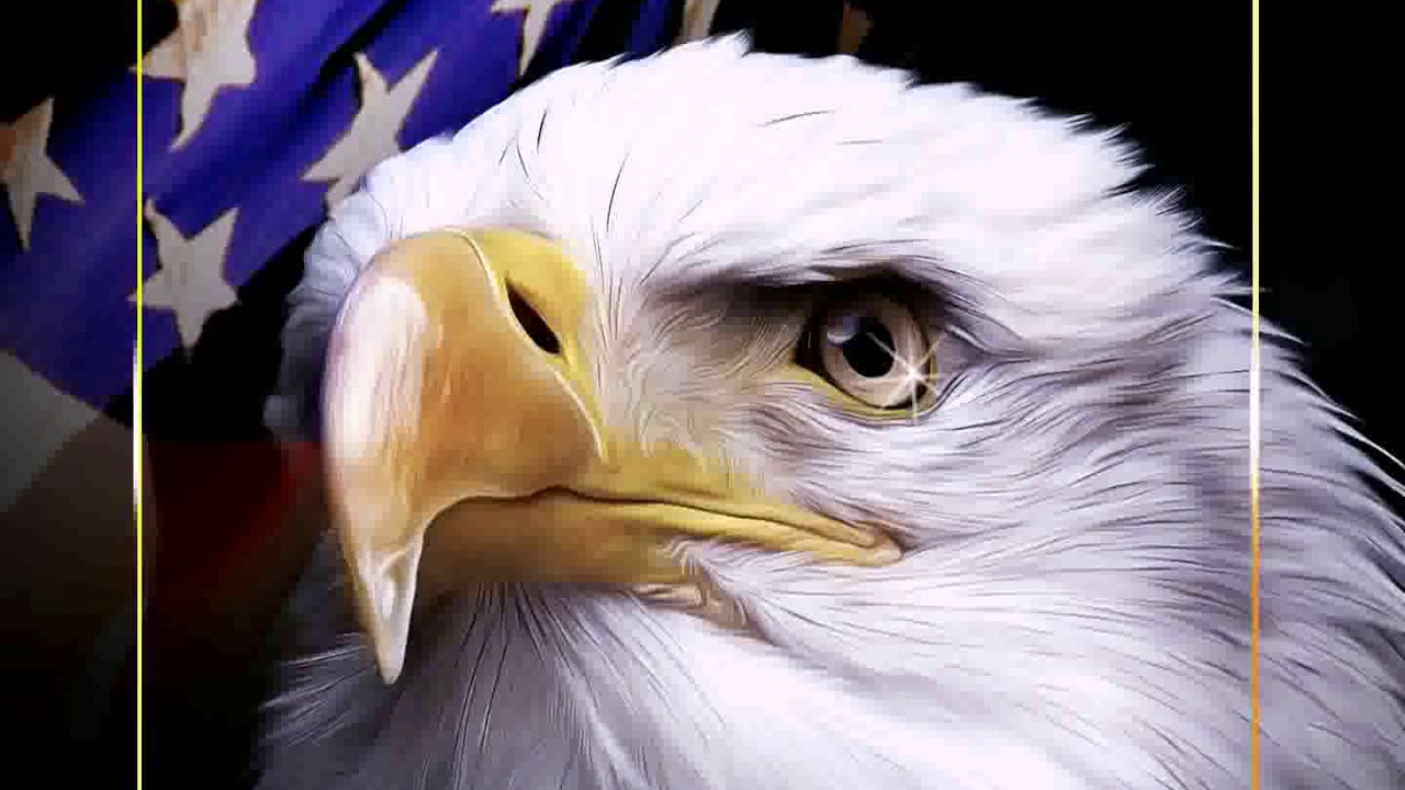eagle Animated - YouTube