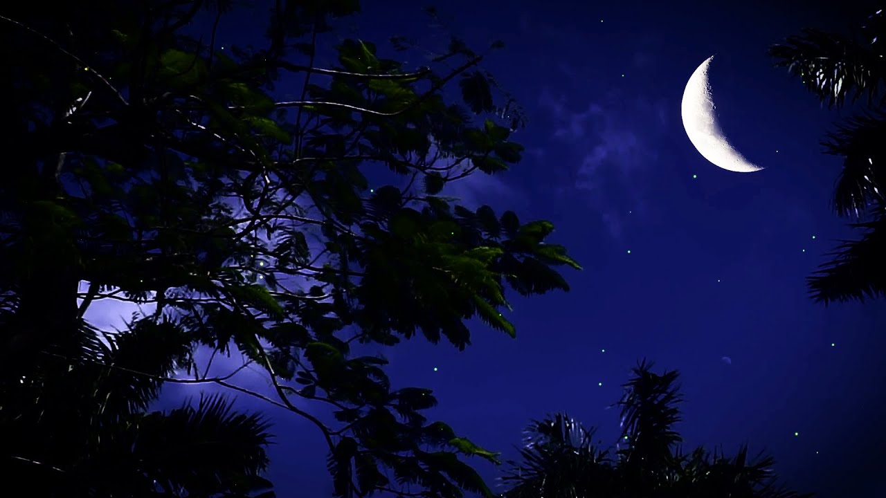 Swamp Sounds at Night - Frogs, Crickets, Sleep & Relaxation Nature ...