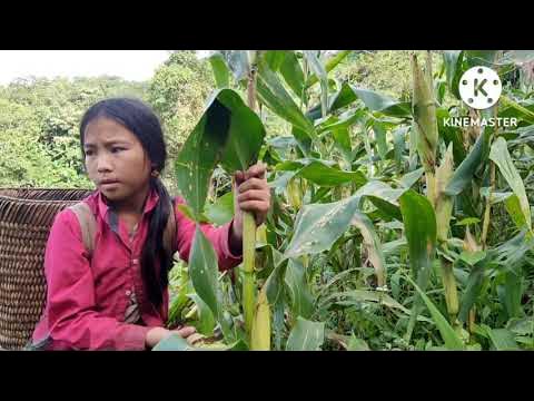 Hnub no mus ntais pob kws nawb 28/8/2022 - YouTube