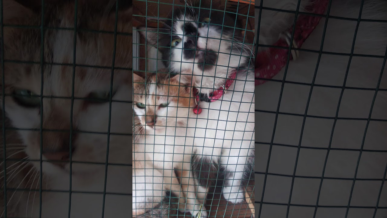 cing cing cing kucing - YouTube