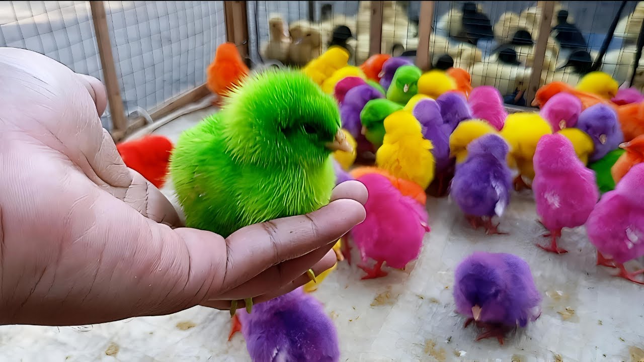 Cute Chicken Videos Untuk Anak & Keluarga | Kumpulan Ayam Imut Warna ...