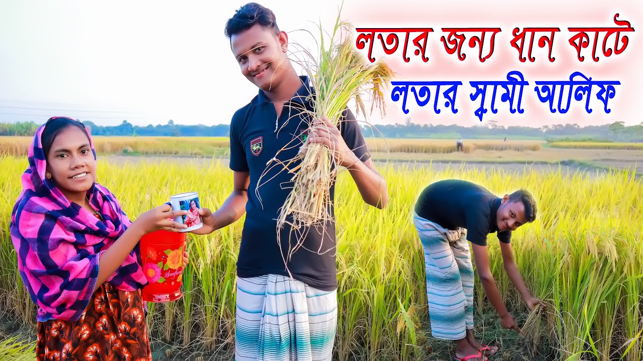 লতার জন্য ধান কাটে লতার স্বামী আলিফ "Mejotv "Lota Parvin "riya moni ...