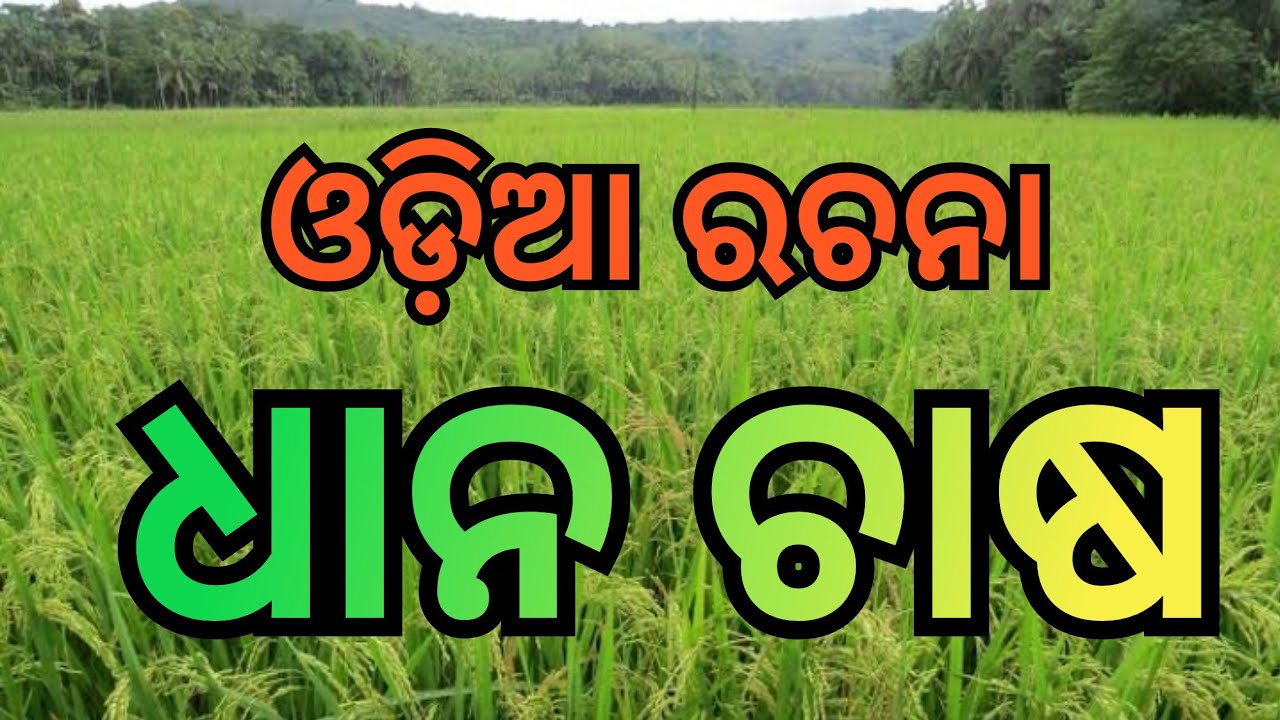 Dhana Chasa Essay In Odia Dhana Chasa Rachana Rice Essay YouTube Dhana Chasa Essay In Odia Dhana Chasa Rachana Rice Essay YouTube