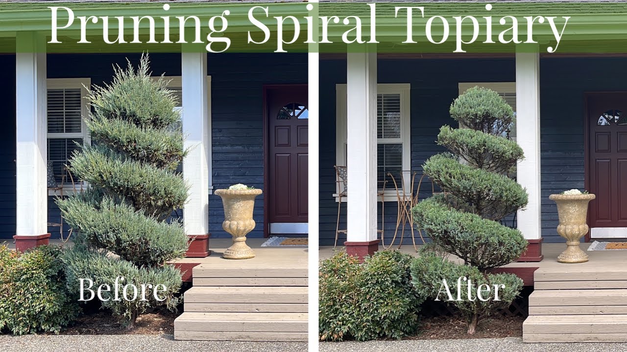Pruning Spiral Juniper Topiary 🌳[TheHappyPlaceGarden] - YouTube