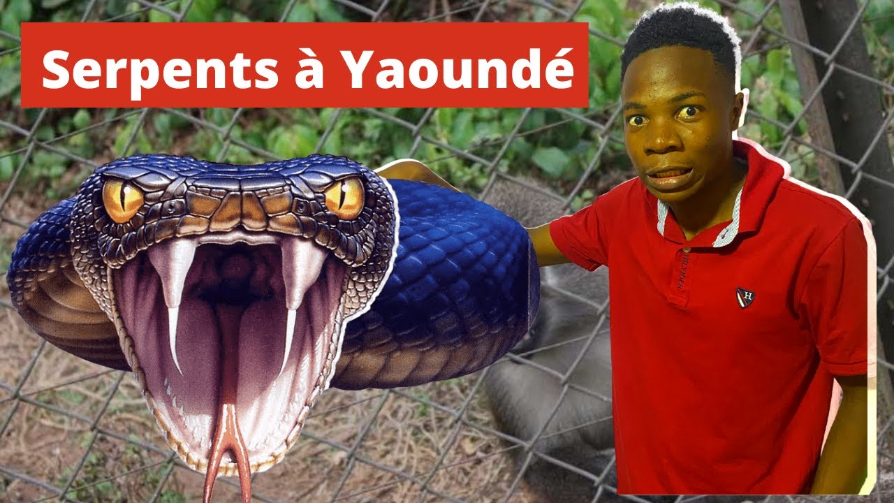 Les serpents 😱. Zoo de Mvog-Betsi à Yaounde Cameroun. - YouTube