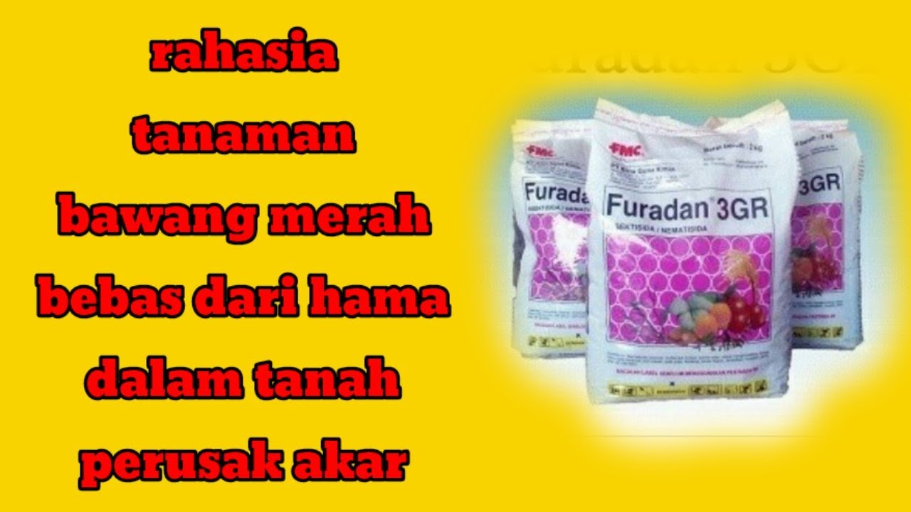 cara membunuh hama tanah atau kutu2 d dalam tanah - YouTube